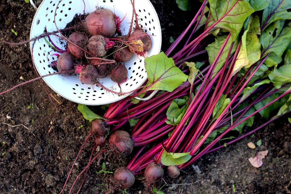 Beetroot – Moonvalley